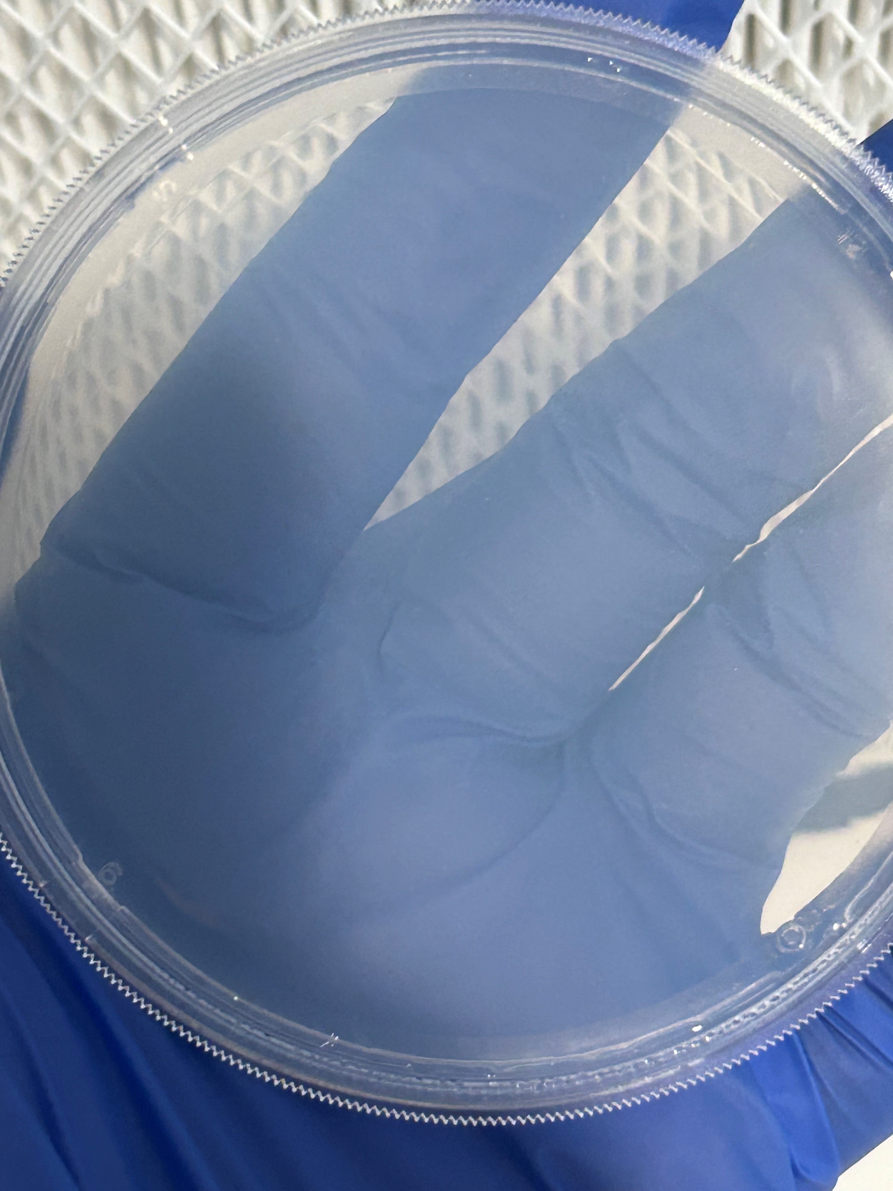 Water Agar Pre-Pour 10-Pack - Free Shipping – Myco Alchemy